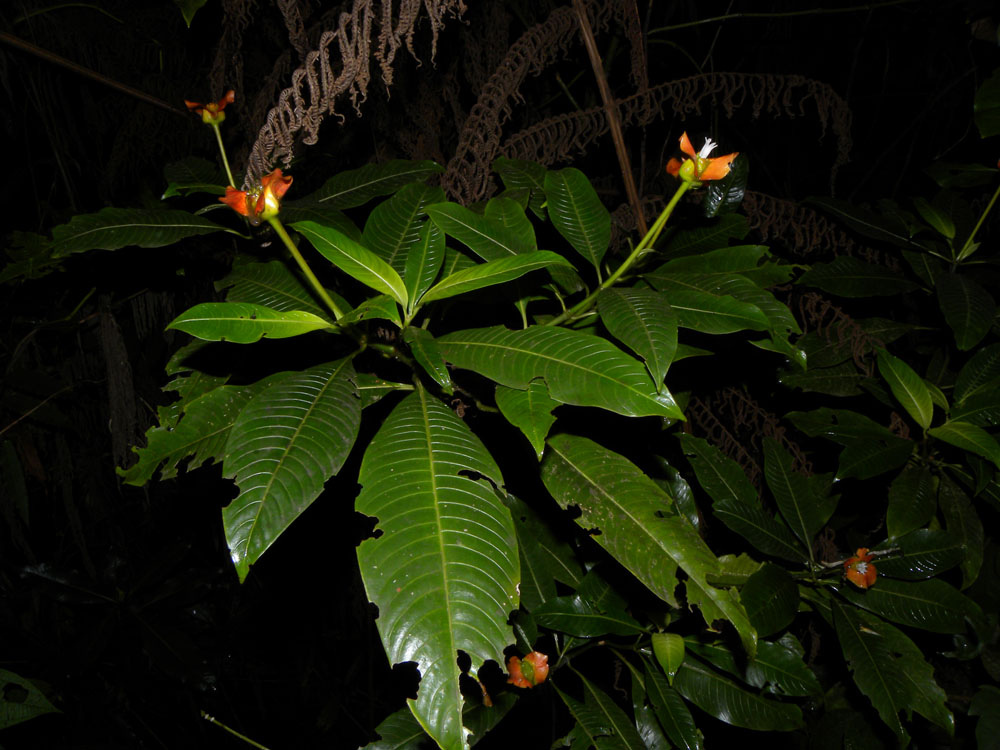 Real Monstrosities: Hot Lips