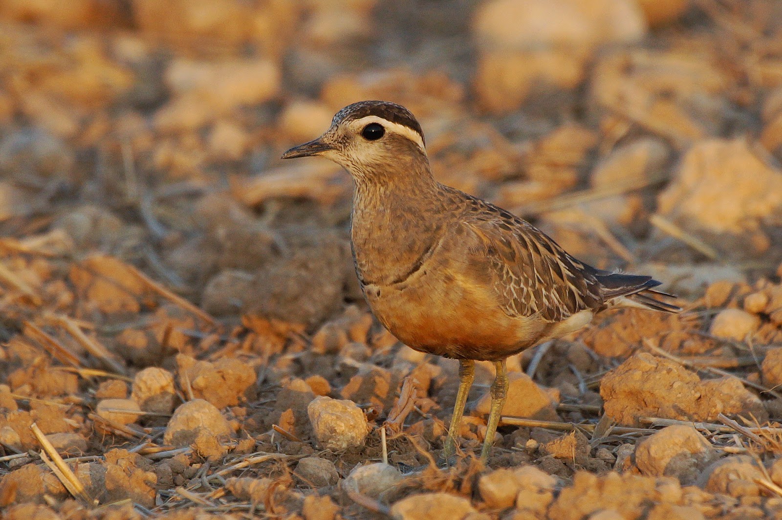 Pasión por las aves: Chorlito carambolo.(Charadrius morinellus)