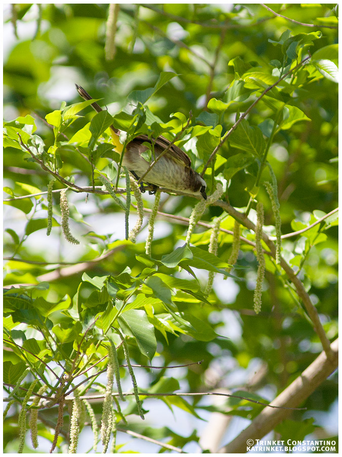 breathing space: Alukon, white-eyes and dinengdeng