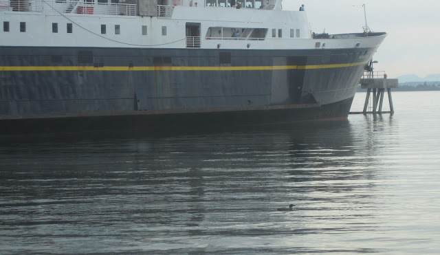 Scene Through My Eyes: A Loon