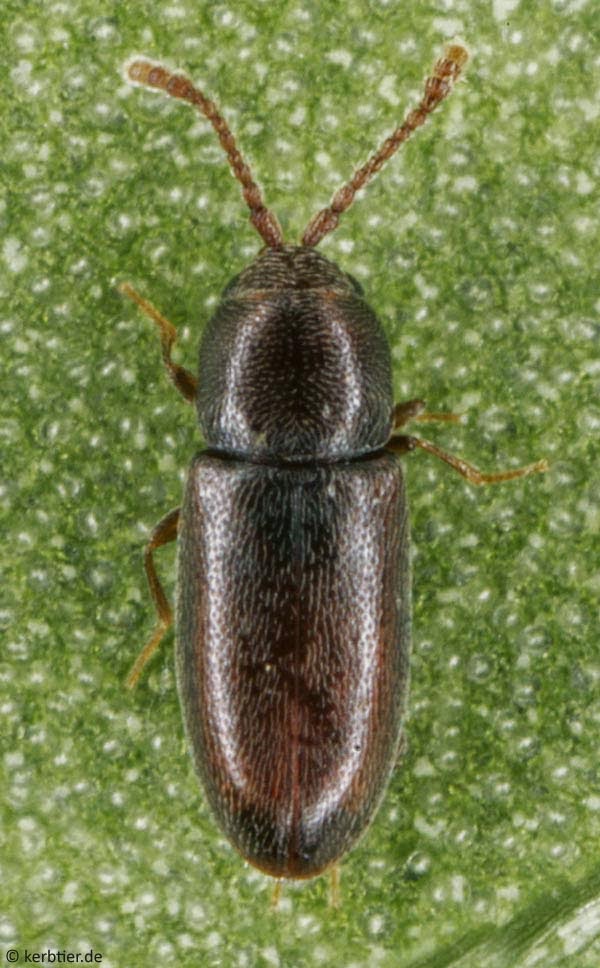 Zaštita bilja u ratarstvu: Štetočine šećerne repe