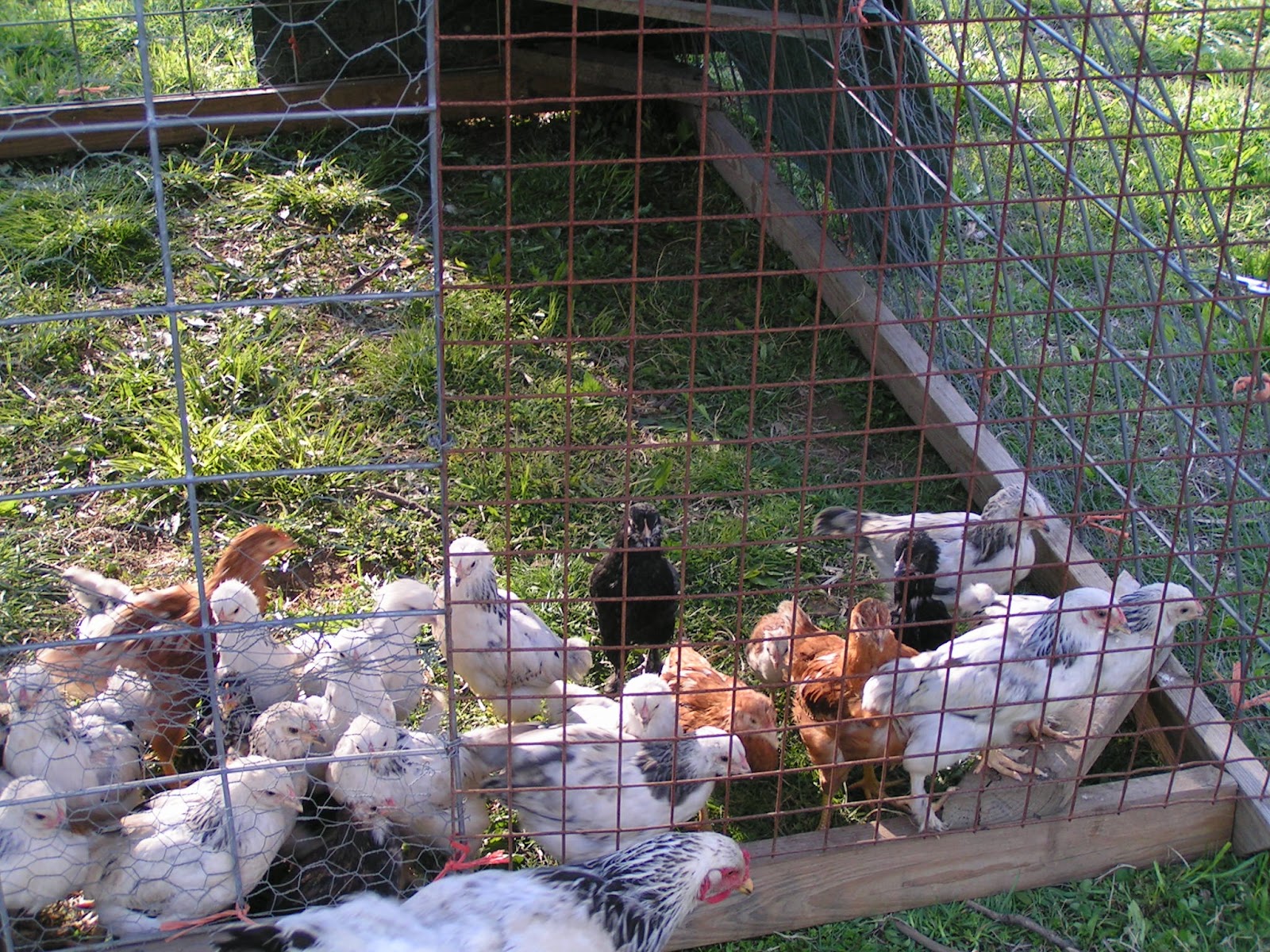 Blue Viola Farm: Teaching the chicks to forage.....safe from hawks