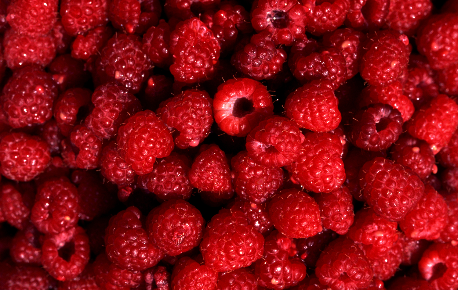 J. Franklin Willis Photographic Artist