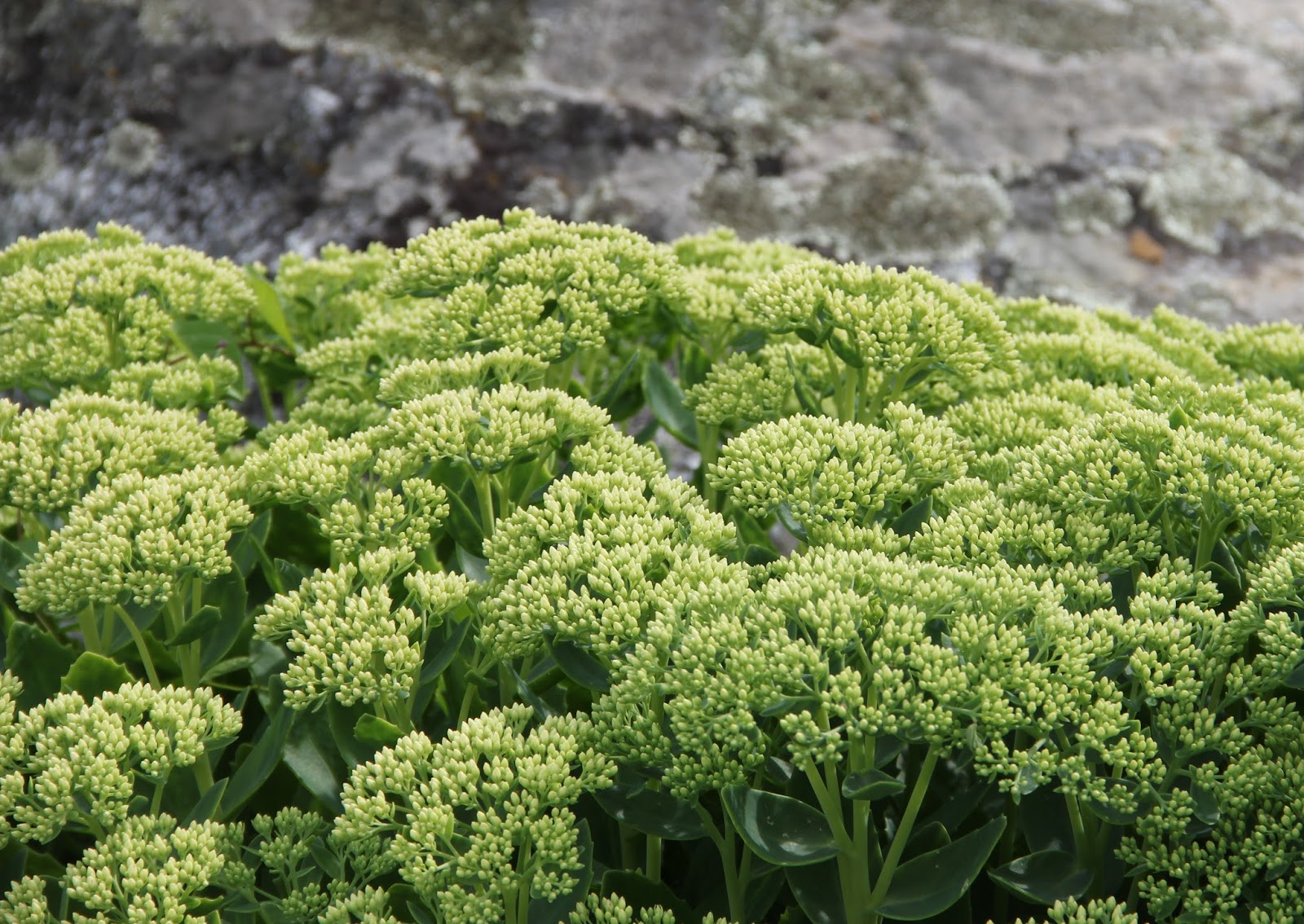 Kasvikavalkadi: MAKSAAKO VAIVAN? – MAKSARUOHO