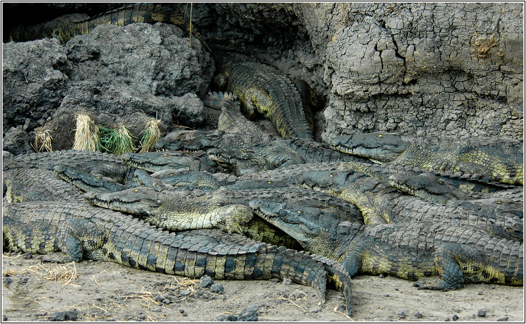 TOM DYRING WILDPHOTO / NN: CROCS IN CAVES