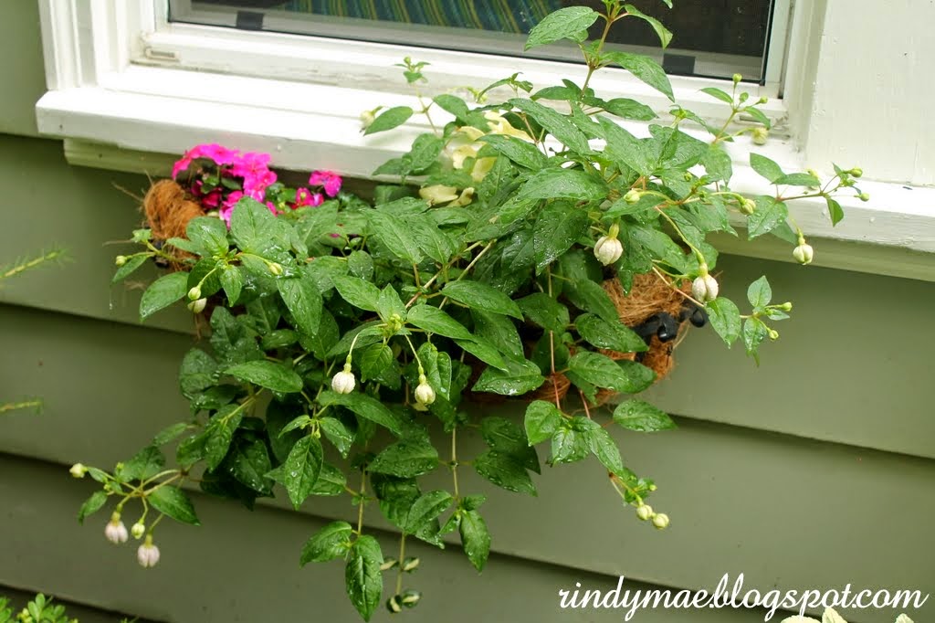 Rindy Mae: Fuchsias, Fuchsias, & More Fuchsias