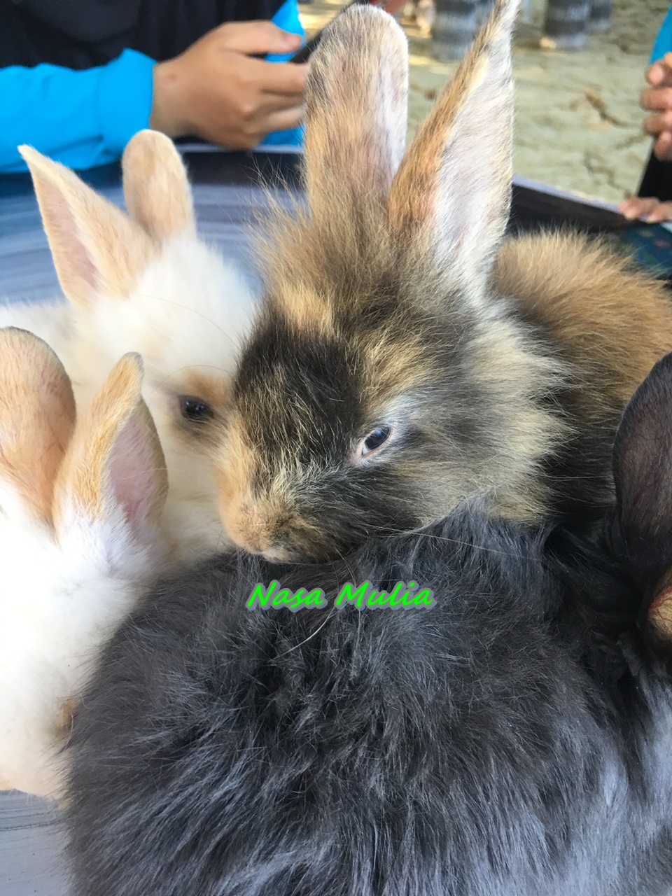 warna warni hidupku..............: Taman Arnab Bukit Batu, Damak Jerantut