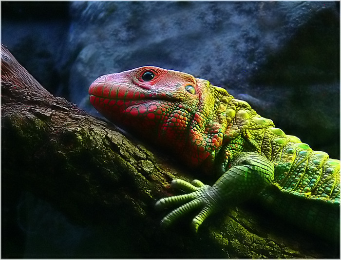 FOTO NATURA HUESCA 2: LAGARTO CAIMÁN dracaena guianensis François Marie ...
