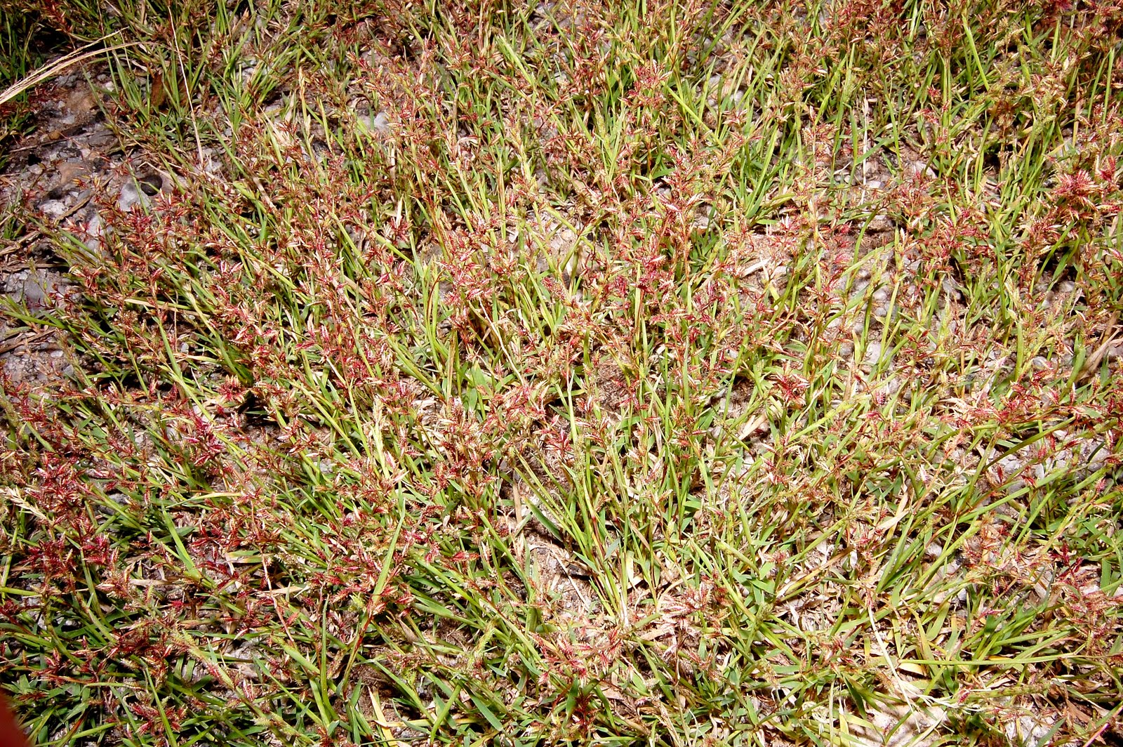 Get Your Botany On!: Stalked Bur Grass, Tragus racemosus