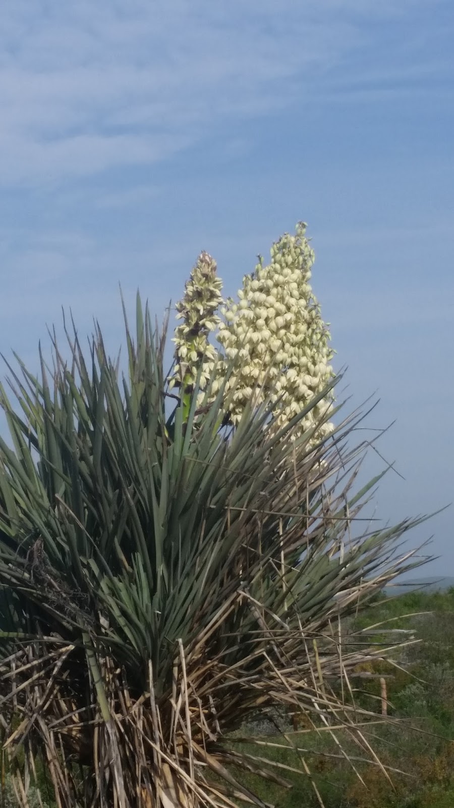 Coahuila con Visión