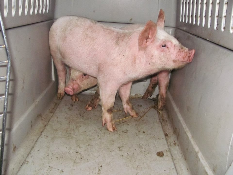 The Virtually Amish Homestead: Adding Pigs To Our Family Farm