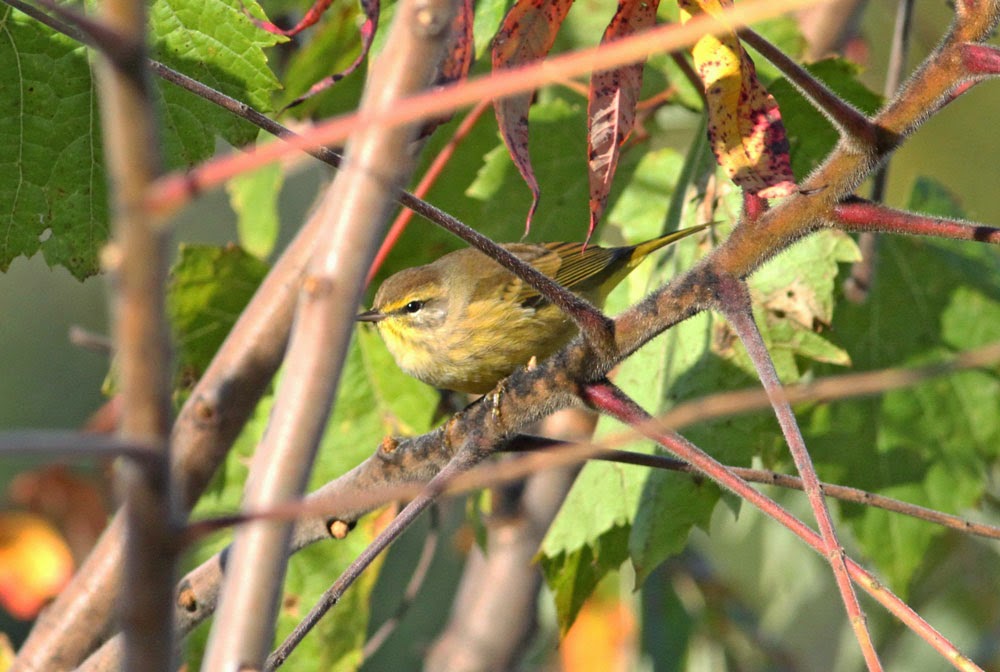 Pioneer Birding: MA - Palm Warblers and Purple Finches