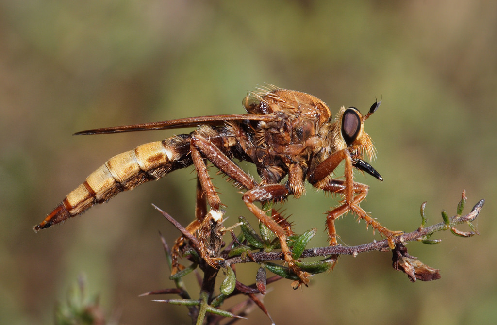 Variety of Life: Asilinae
