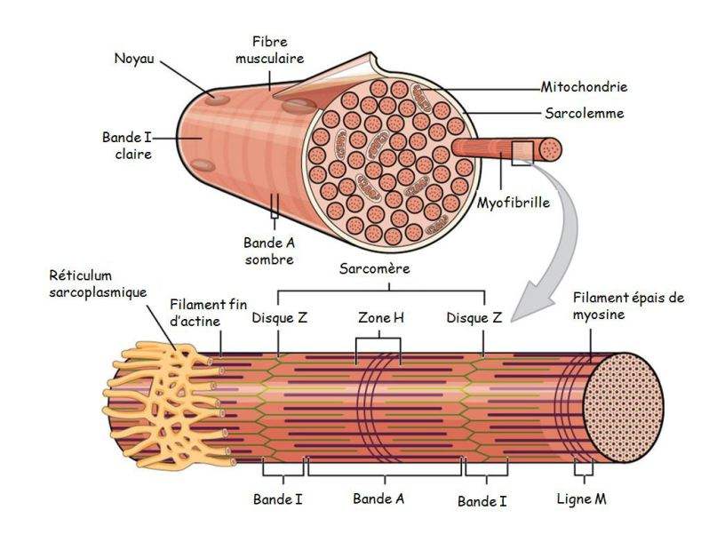 Anatomie du système locomoteur (myologie) | Récap' IDE