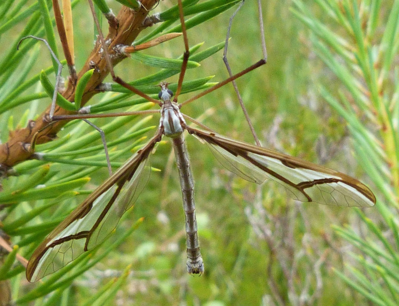 Insects of Scotland: Craneflies