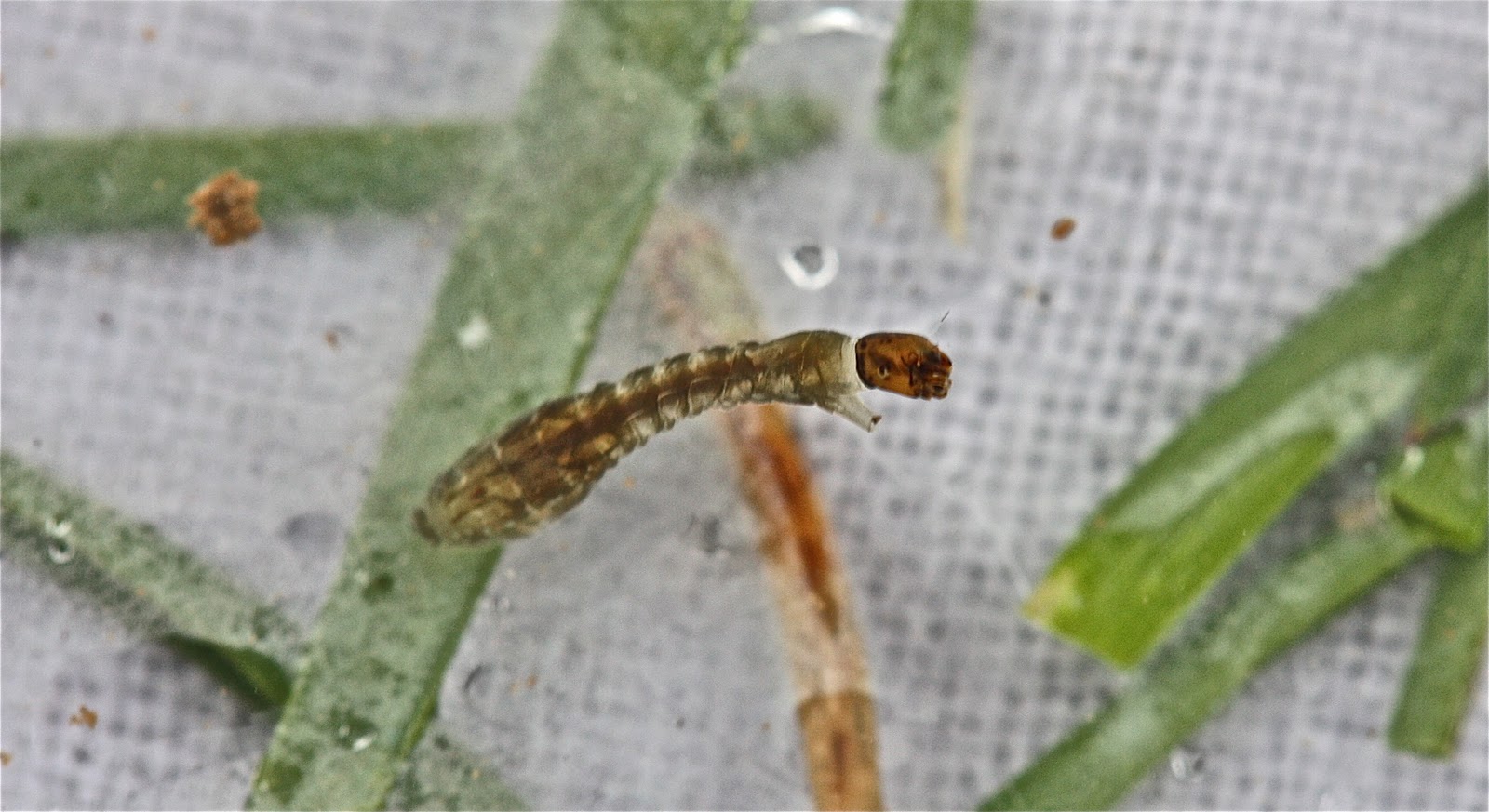 Aquatic Insects of Central Virginia: Another First of the New Season ...