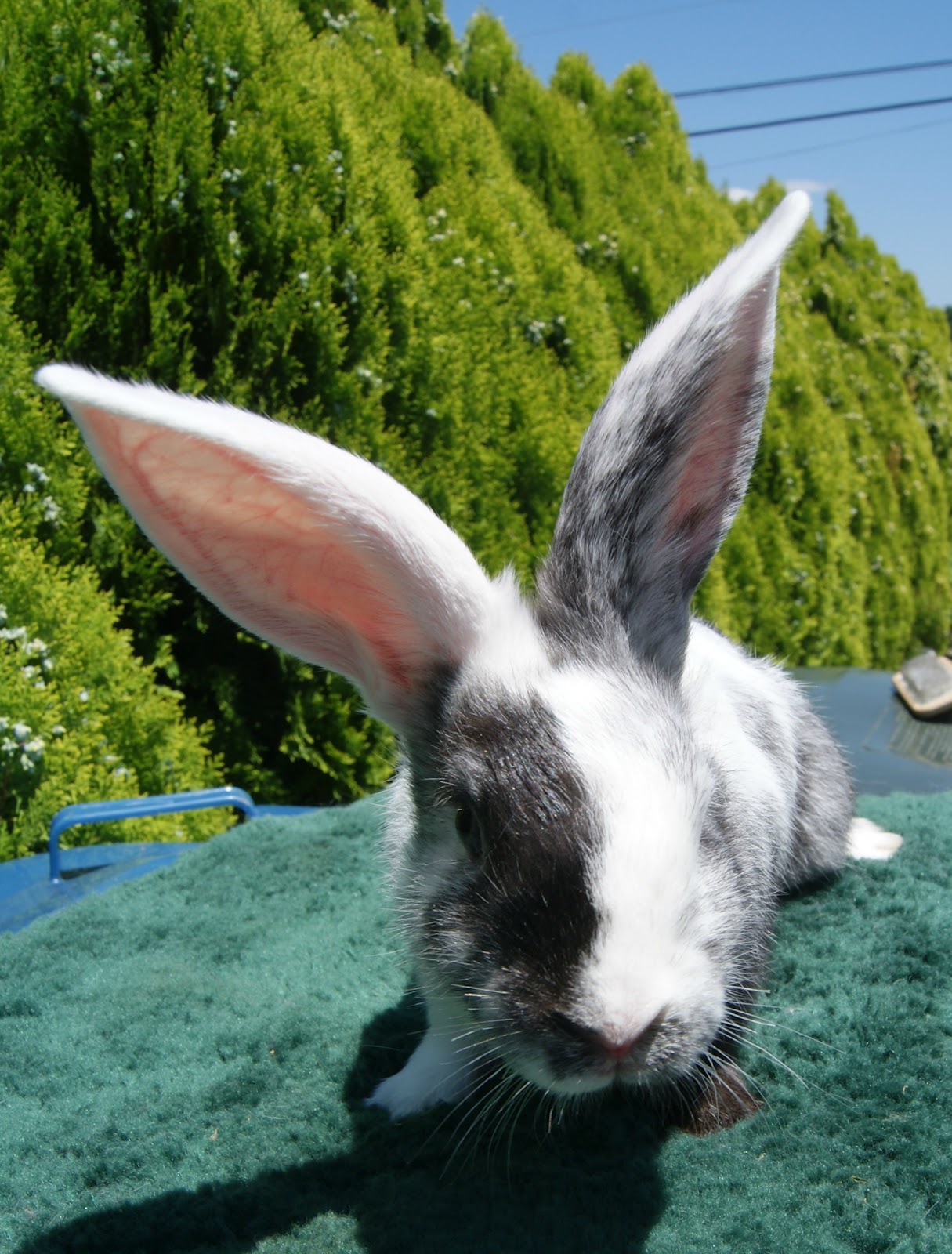 Fuzzibutt's Rabbitry: Black Magpie Harlequin Junior Doe