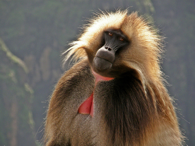 The Gelada: Unique Primate on the Roof of Africa ~ Kuriositas