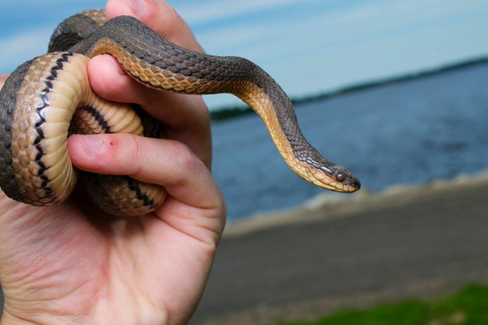 Herpedex: All the Herps I Have Seen In The Wild: Herping in Sangamon ...