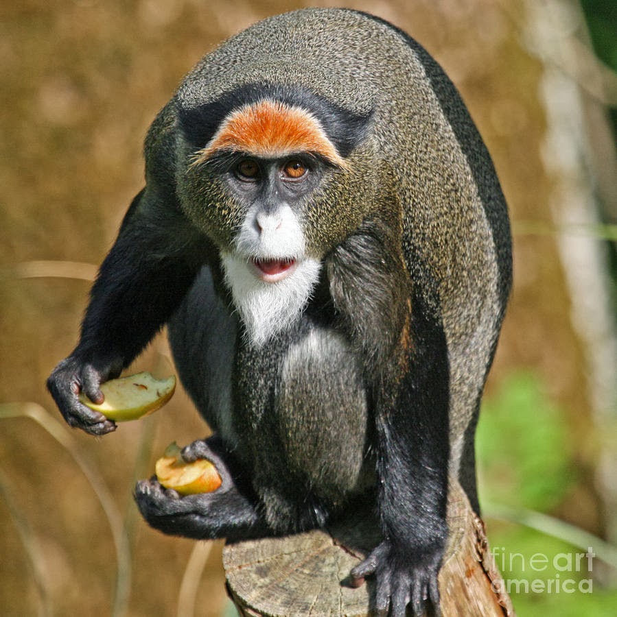 Debrazza Monkey Facts | Informating & New Pictures | All Wildlife Photographs