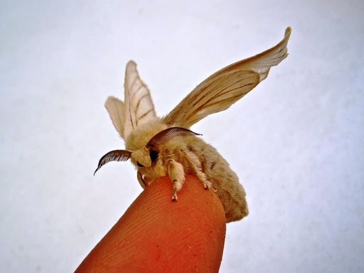 VENEZUELAN POODLE MOTH photos - wallpapers (ανανεωμένο) | the fun bank