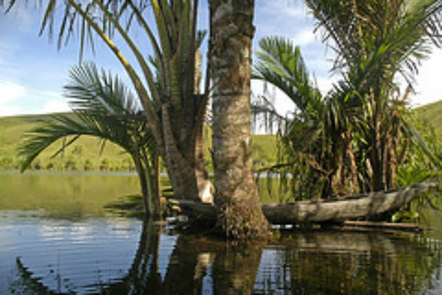 Cerita Rakyat Nusantara: Asal Usul Pohon Sagu dan Palem