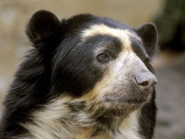 FAUNA DE VENEZUELA: Oso de Anteojos (Tremarctos ornatus)