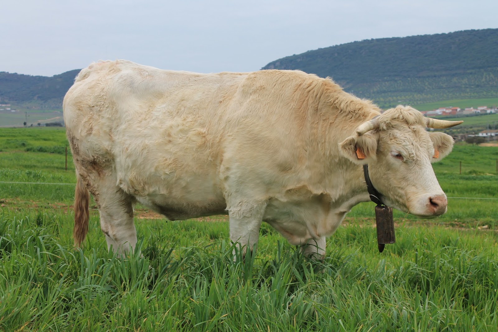 Charolés TRIGO GARCÍA: REPRODUCTORAS