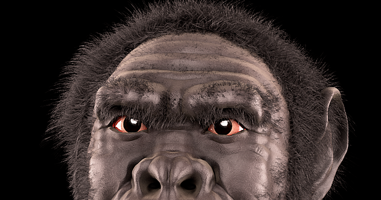 ATOR: Homo habilis - forensic facial reconstruction step-by-step ...