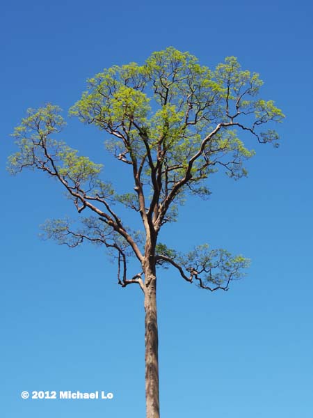 The rainforests of Borneo & Southeast Asia: Tapang tree (koompassia ...
