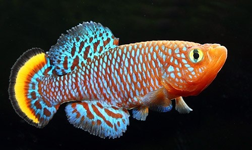 Beautiful Freshwater Fish in the world: Killi Fish ( Nothobranchius )