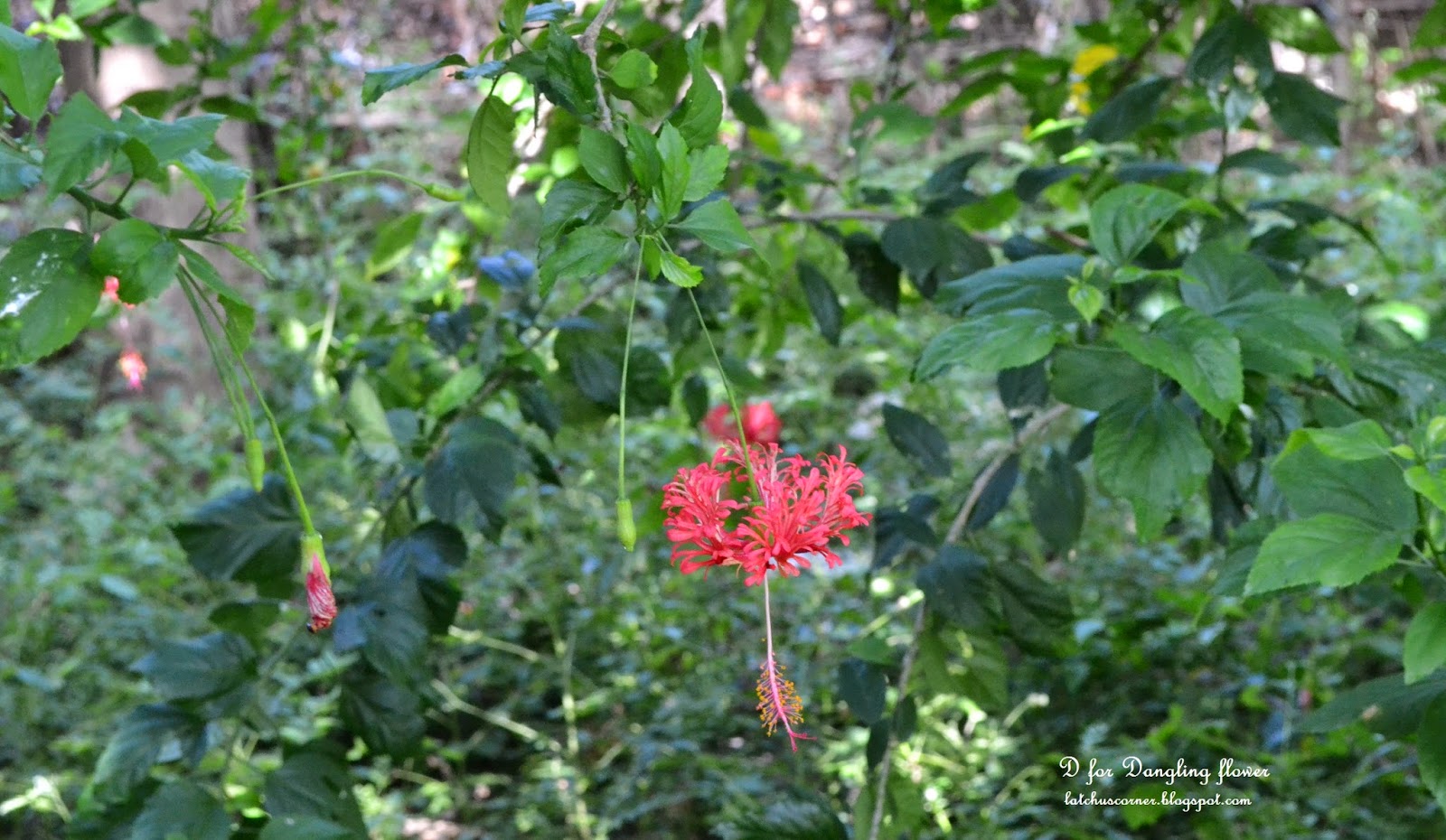 Project A-Z - D for Dangling Flower