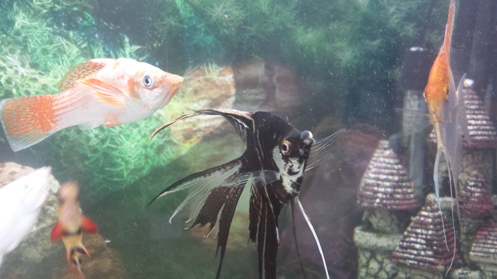 Dazberts fishy blog: Operating on our angelfish with Lip Fibroma..