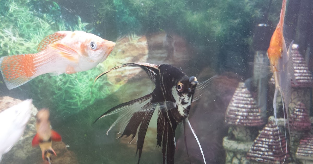 Dazberts fishy blog: Operating on our angelfish with Lip Fibroma..