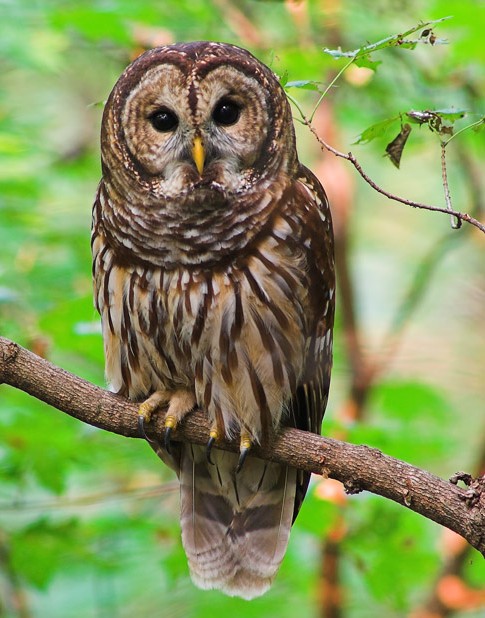 Theo's BLOG: Burung Manguni di Minahasa