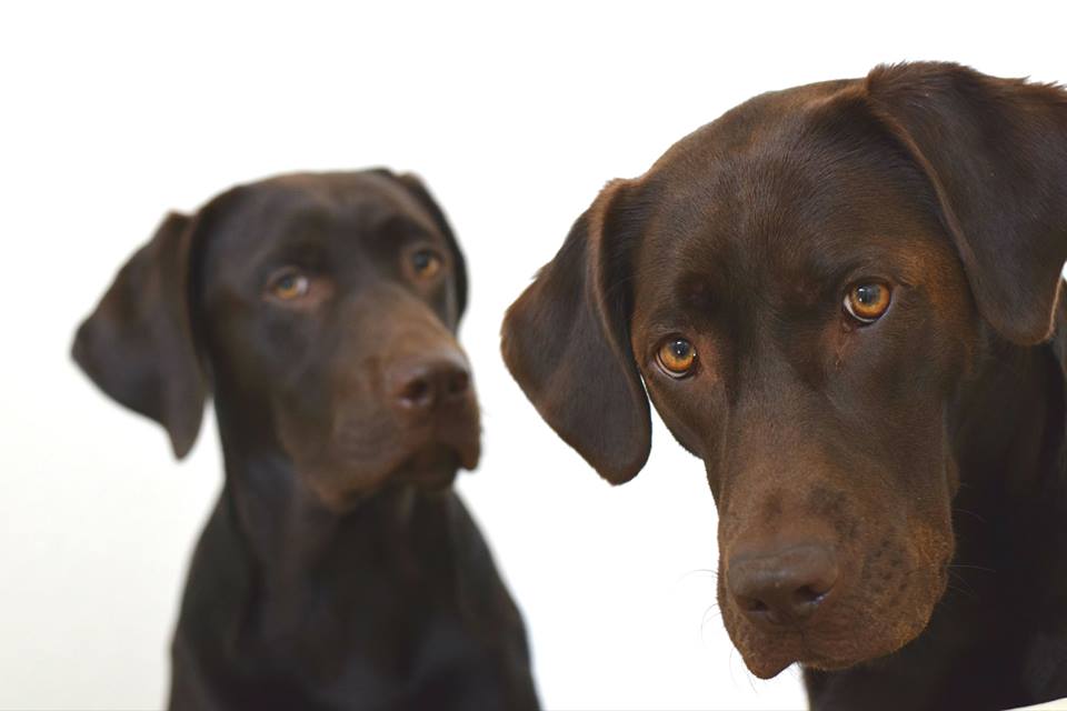 Your Dog Questions: Answered