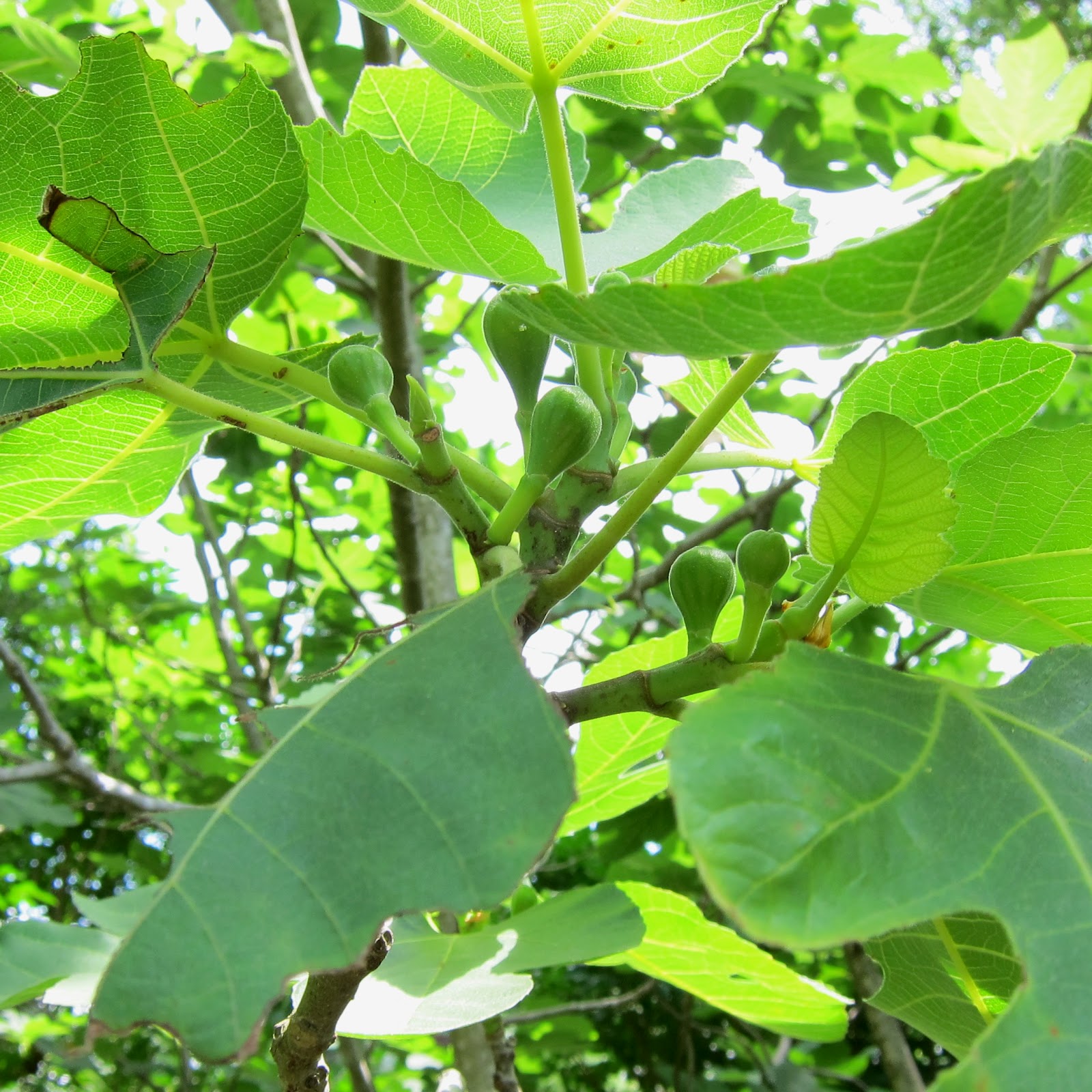 Ommy Noms: What's been cooking...