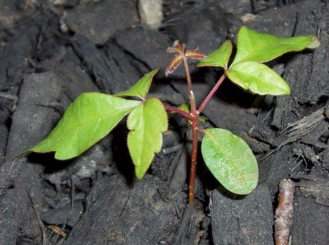 Poison Ivy - Nature's "Three Leaf Wonder": Poison Ivy Life Cycle, Part 1