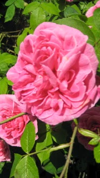 Studio E: Craving the Rose!