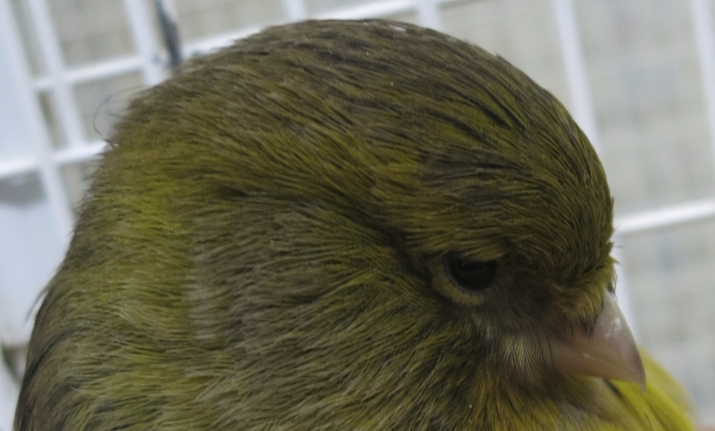 Canary Tales: What's New In My Aviary - Columbus Fancy