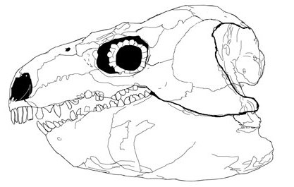 Blog de la Vida Prehistórica: Diadectes
