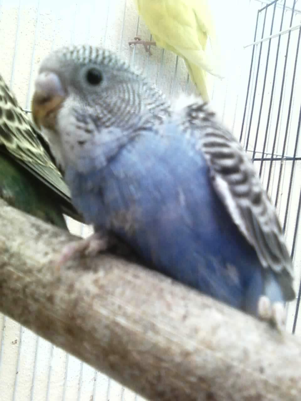 ¿QUÉ SABER SOBRE PERICOS AUSTRALIANOS?: Anatomia de los Pericos ...