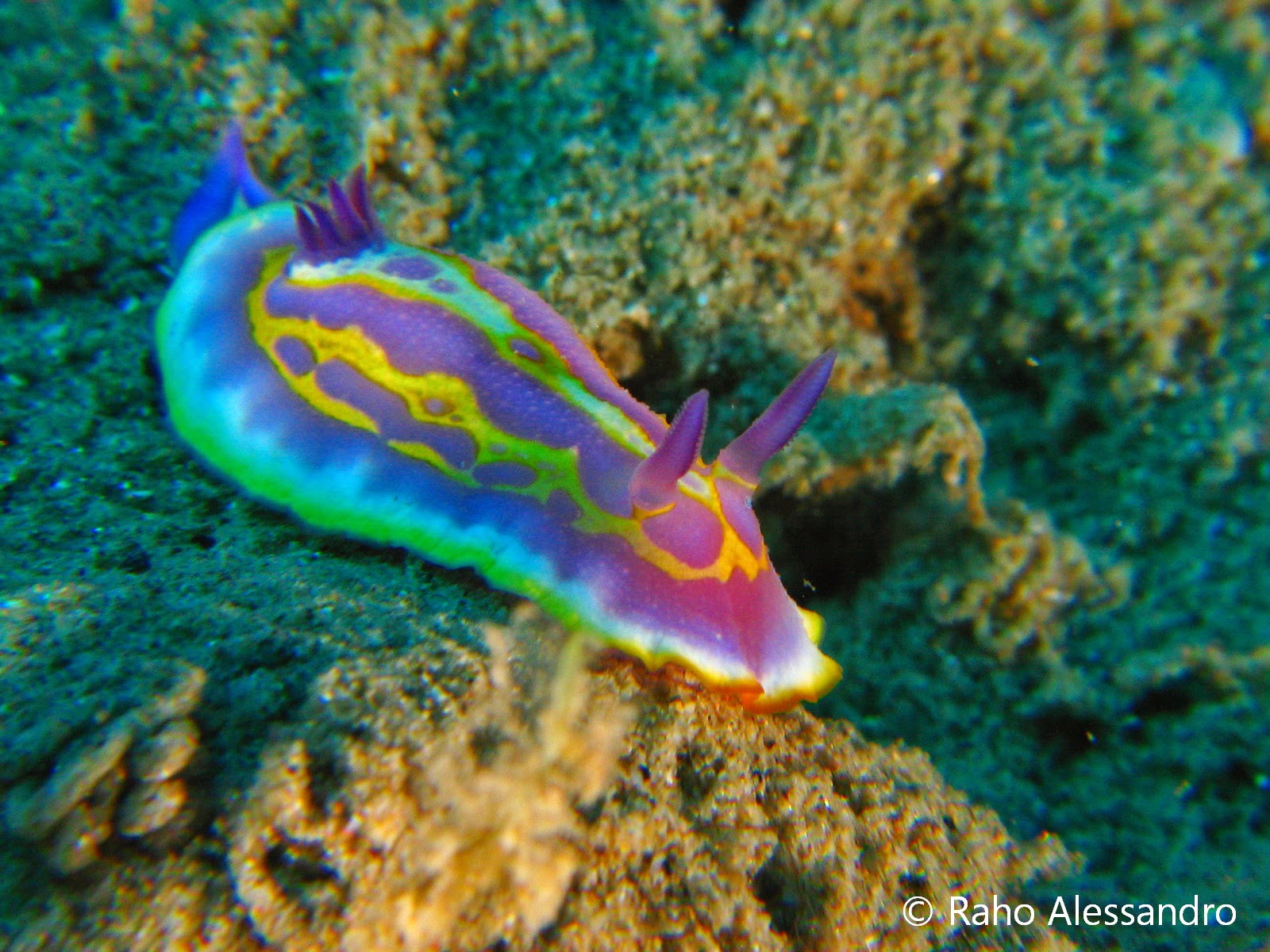 Necton e Plancton: Molluschi: Nudibranco Cromodoride di Brito