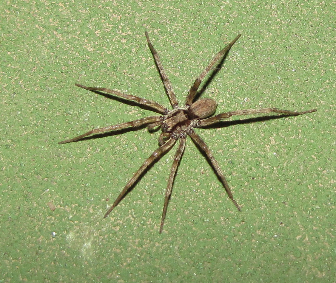 Bug Eric: Spider Sunday: Prowling Spiders, Syspira