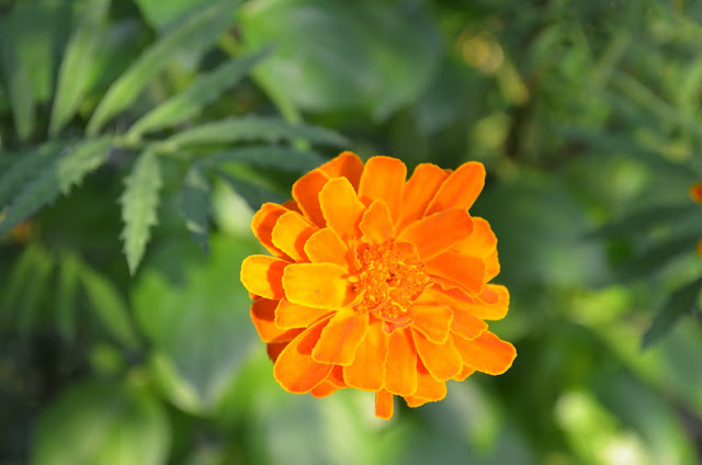 Jurnal de gradina: Flori de August