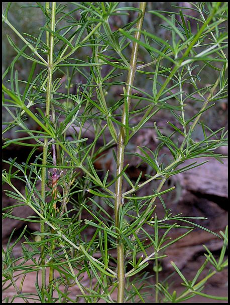 Flora of the Pilliga Forests: Prostanthera nivea var. induta