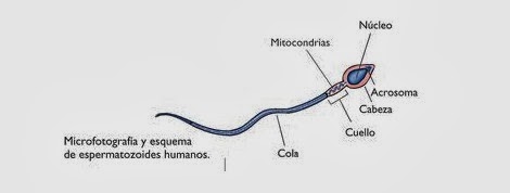 Analisis corporativo de muestra de espermatozoide: Espermatozoides