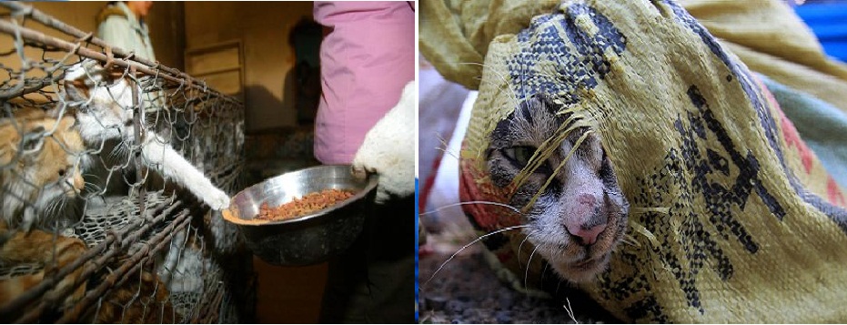SOLYMONE BLOG: 500 CATS DESTINED FOR COOKING POT IN CHINA, SAVED