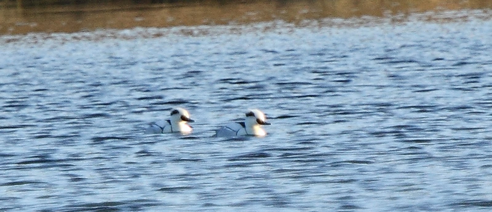 Adrian Davey Wildlife Photography Diary: February 2013