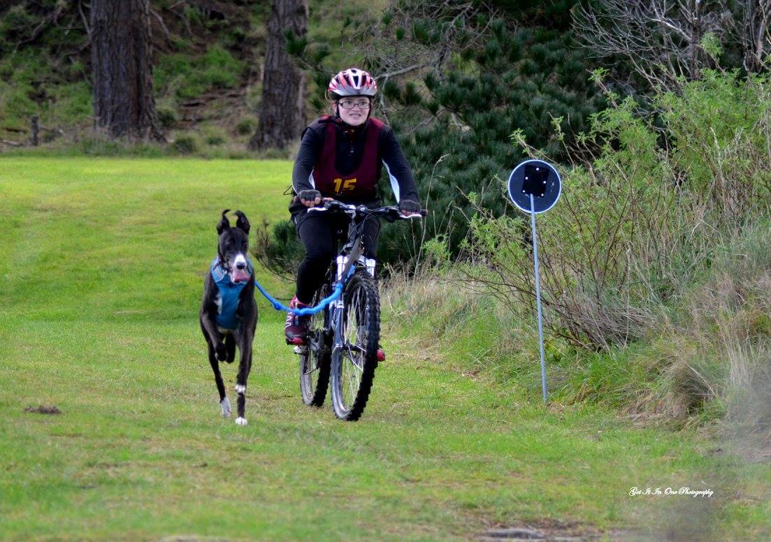 NEVER SAY NEVER GREYHOUNDS: Bikejoring in New Zealand